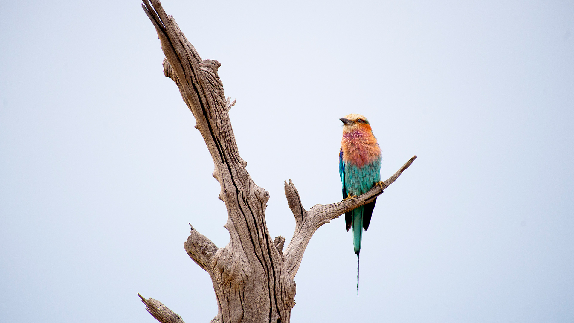 The Ultimate Guide to The Okavango Delta - Khwai Expeditions Camp