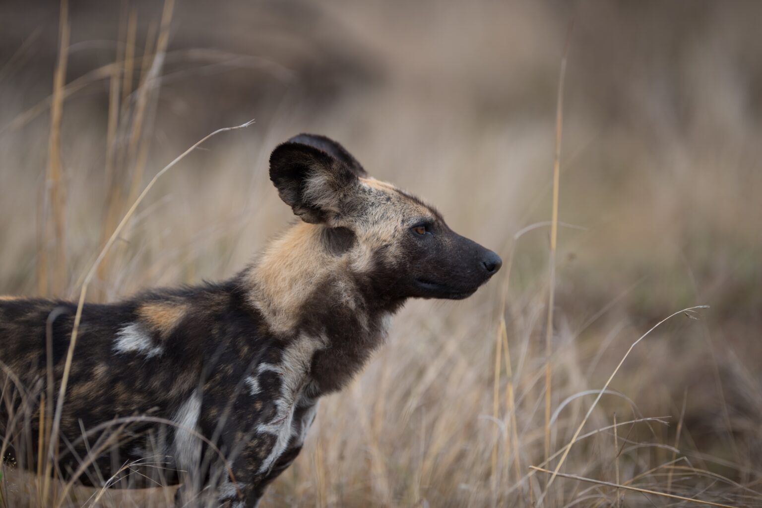 Why Are the African Wild Dogs Endangered and How to Help