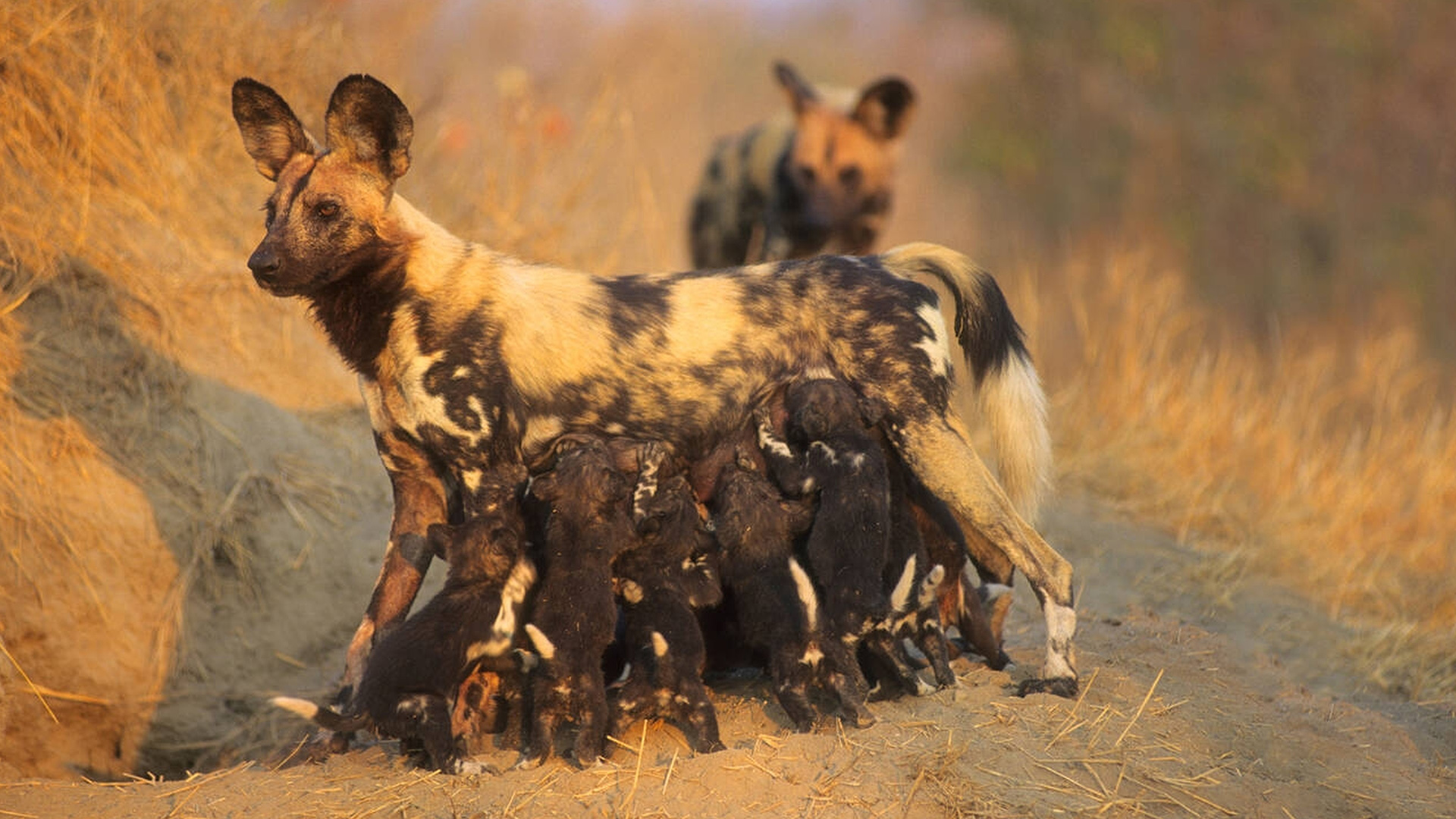 Top 5 Interesting Facts About The African Wild Dog
