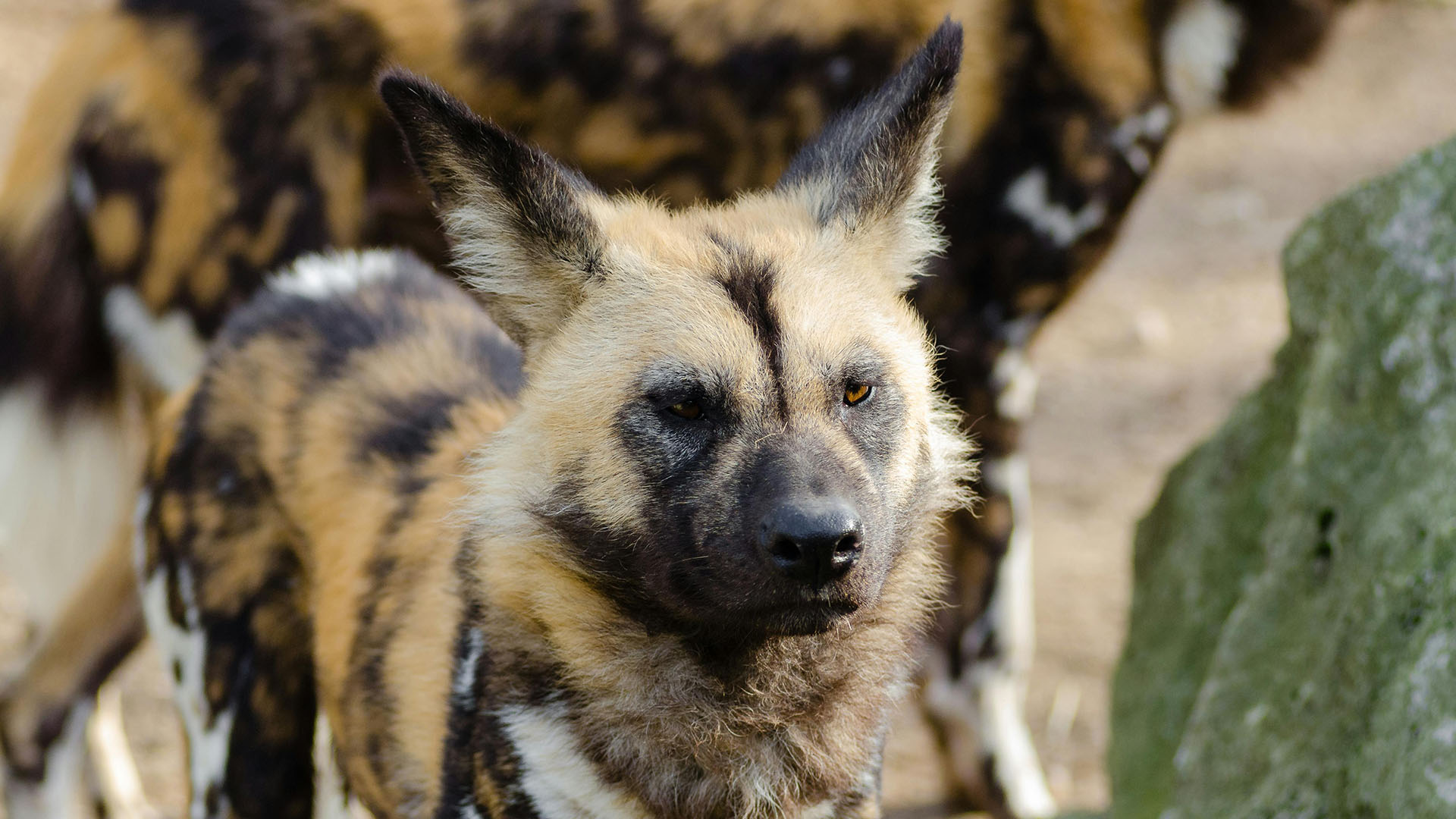 Why Are the African Wild Dogs Endangered and How to Help - Khwai ...