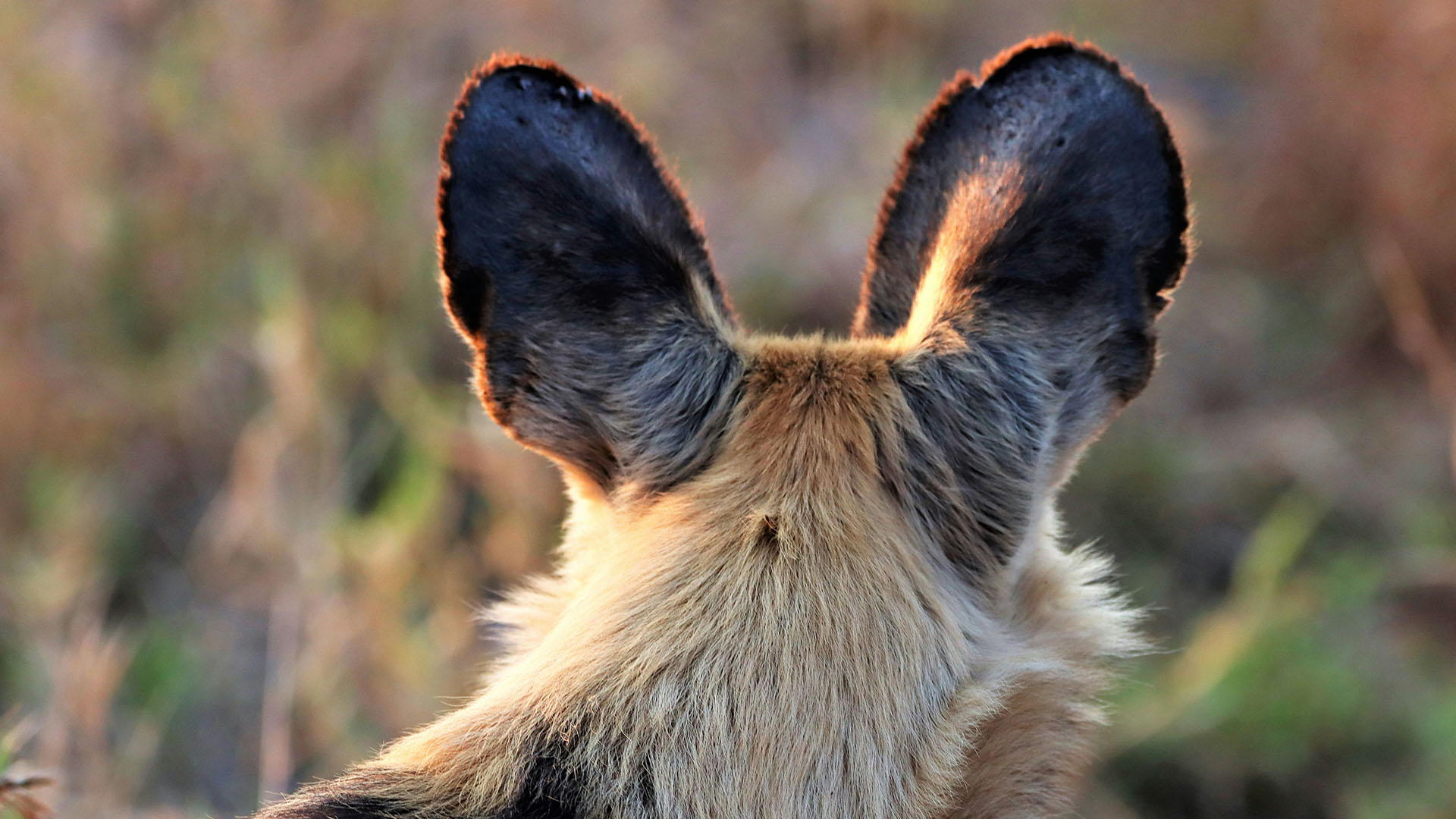 Top 5 Interesting Facts About The African Wild Dog